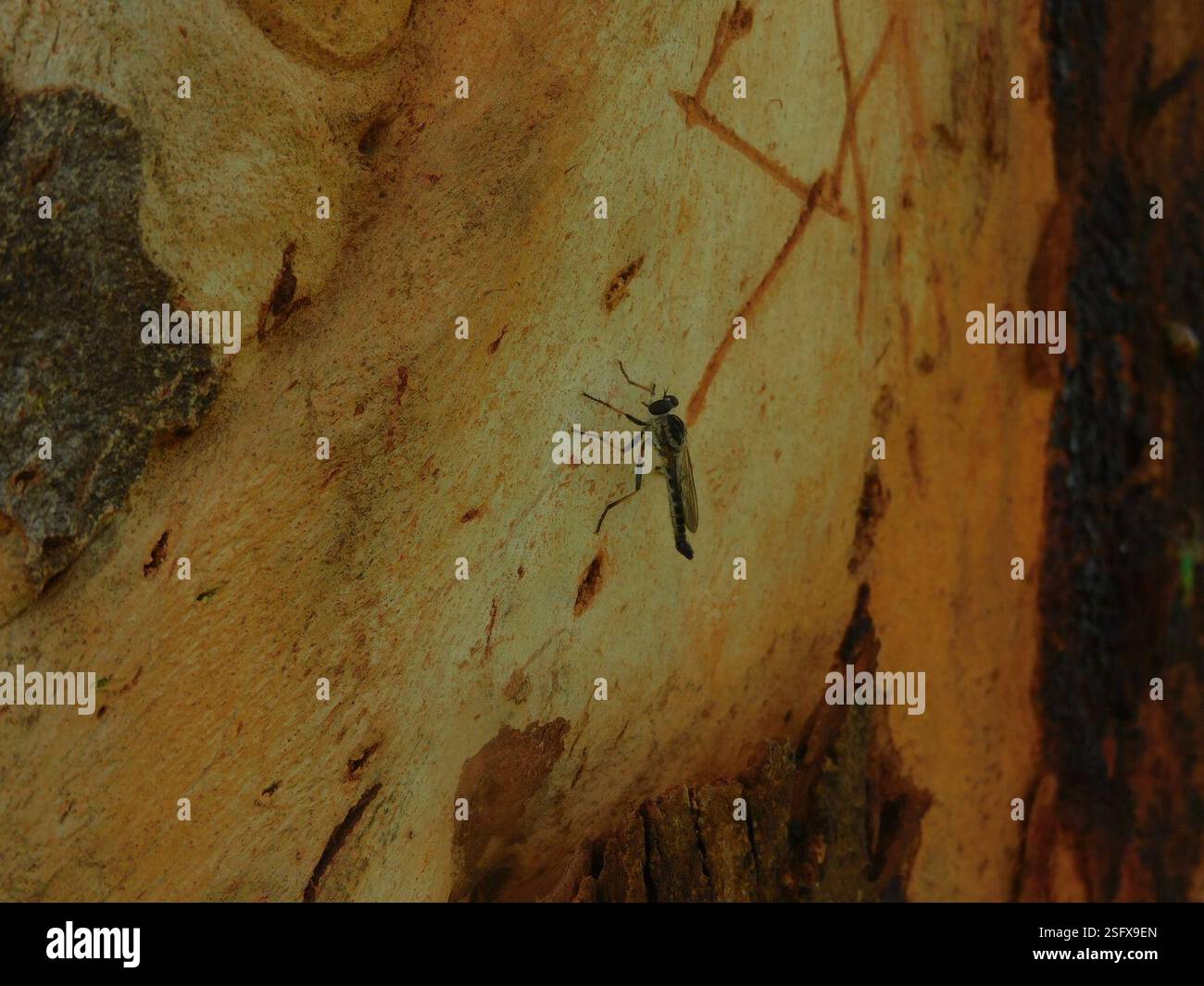 (Cerdistus), Insecta, Melbourne VIC, Australia Stock Photo - Alamy