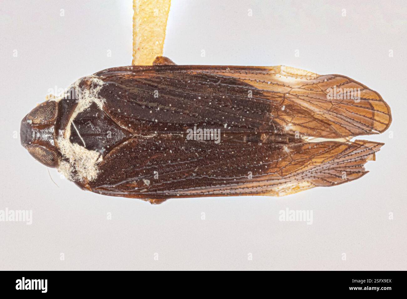 (Haplaxius), Insecta, Ixiamas, Bolivia, Haplaxius cf. gnophos ...