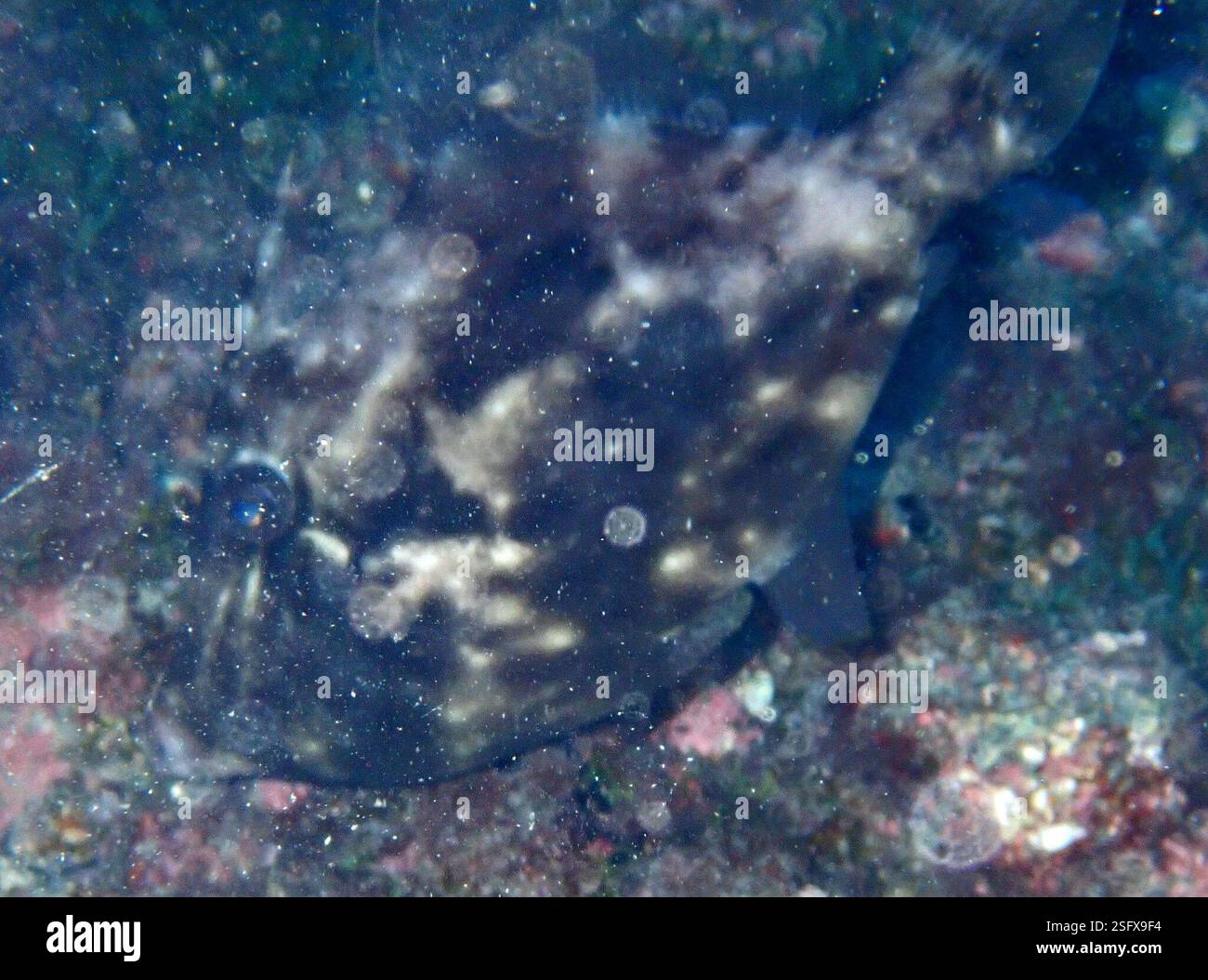 Planehead Filefish (Stephanolepis hispida), Actinopterygii, Baía Entre ...