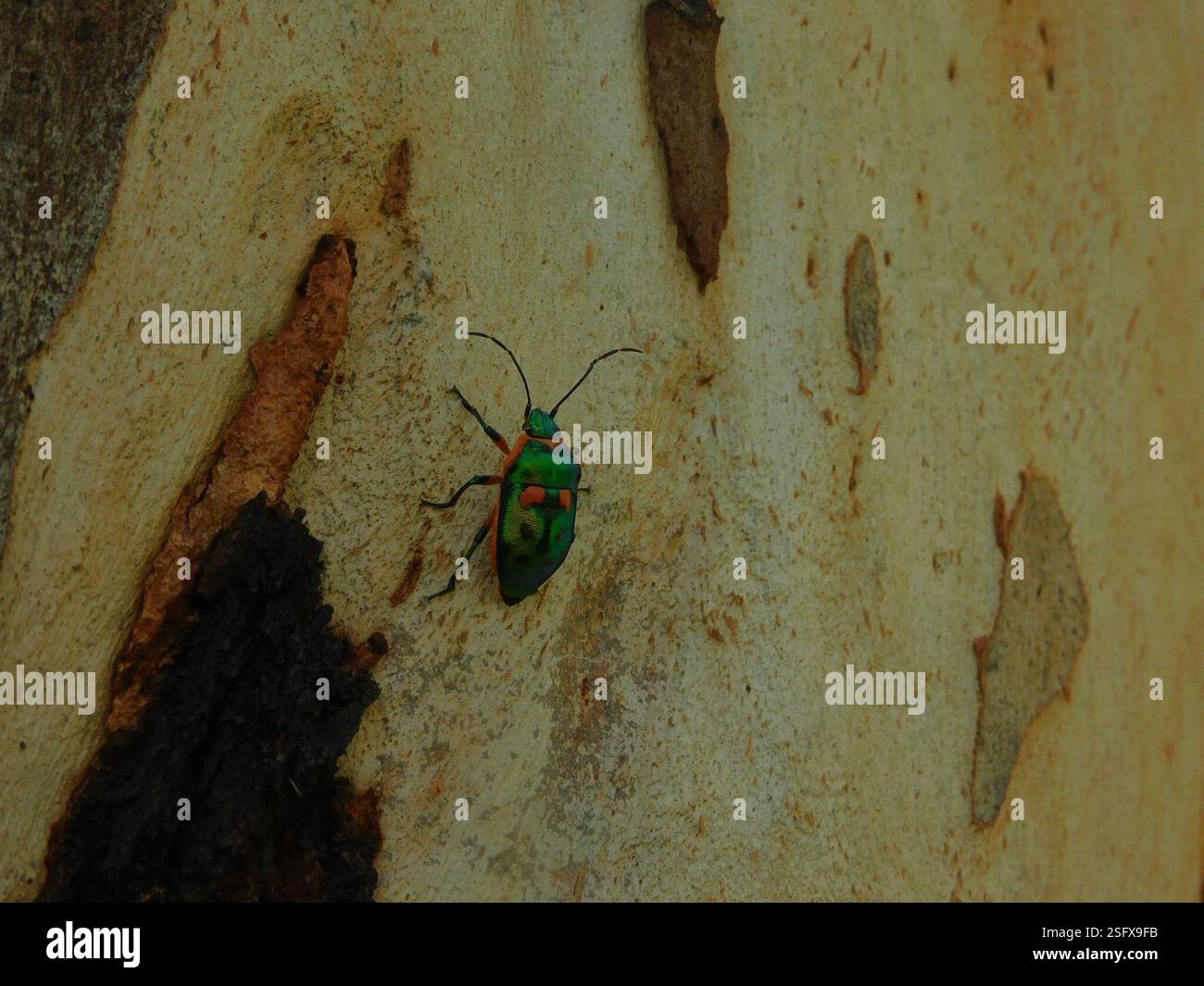 Metallic Shield Bug (Scutiphora pedicellata), Insecta, Melbourne VIC ...