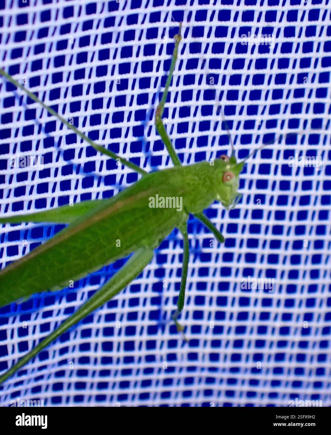 Sickle-bearing Bushcrickets (Phaneroptera), Insecta, Santo Antão, Cape ...