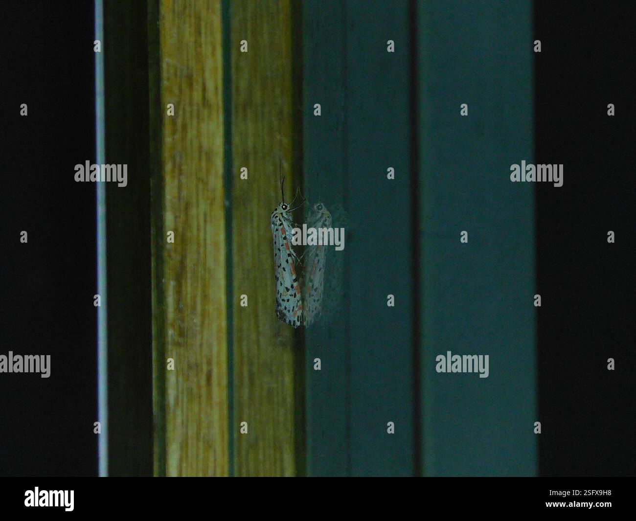 Heliotrope Moth (Utetheisa pulchelloides), Insecta, Hobart TAS ...