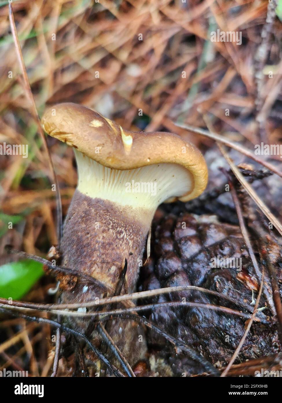 Velvet-footed Tap (Tapinella atrotomentosa), Fungi, Aro Valley ...