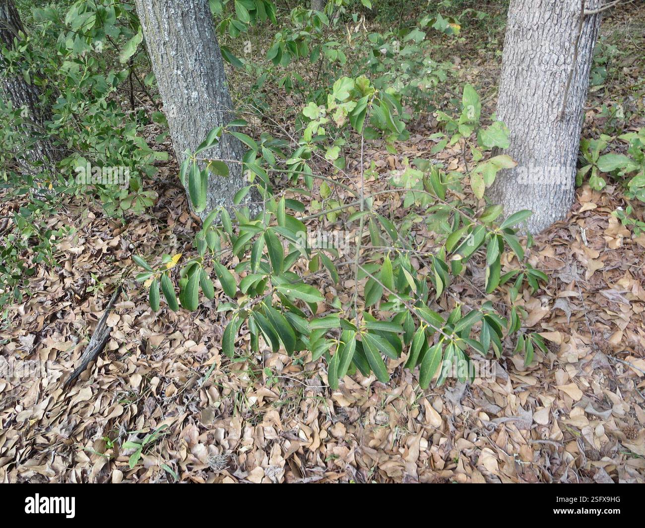 Sweetleaf (Symplocos tinctoria), Plantae, Windsor Forest, Savannah, GA ...