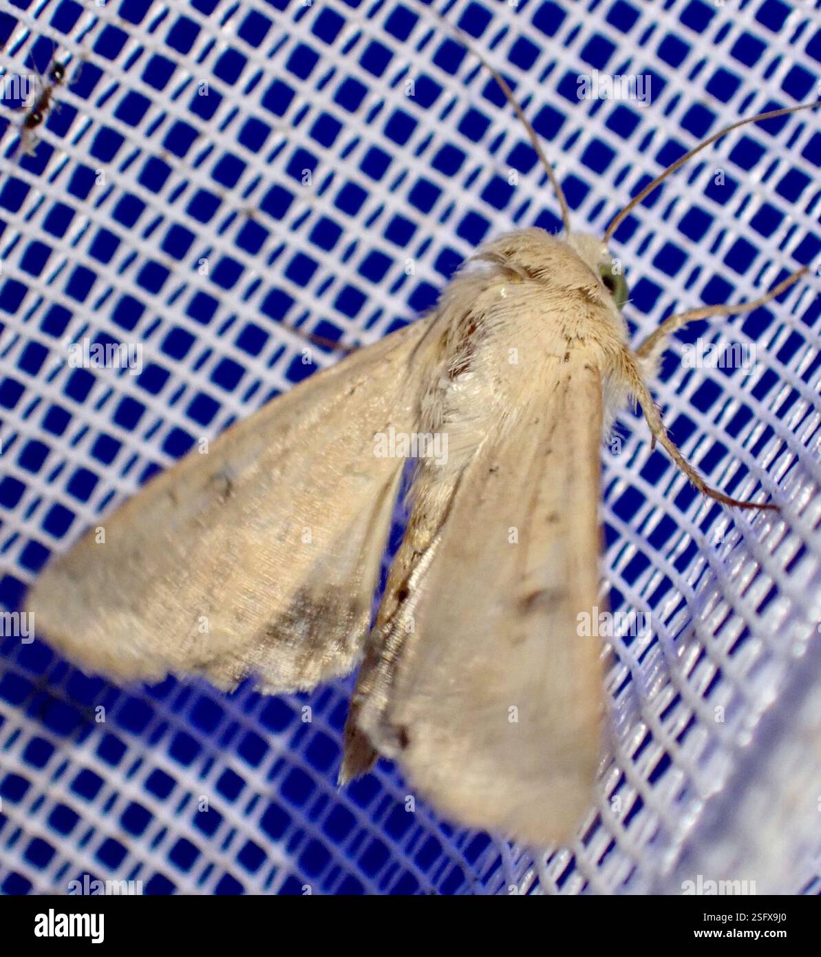Cotton Bollworm Moth (Helicoverpa armigera), Insecta, Santo Antão, Cape ...