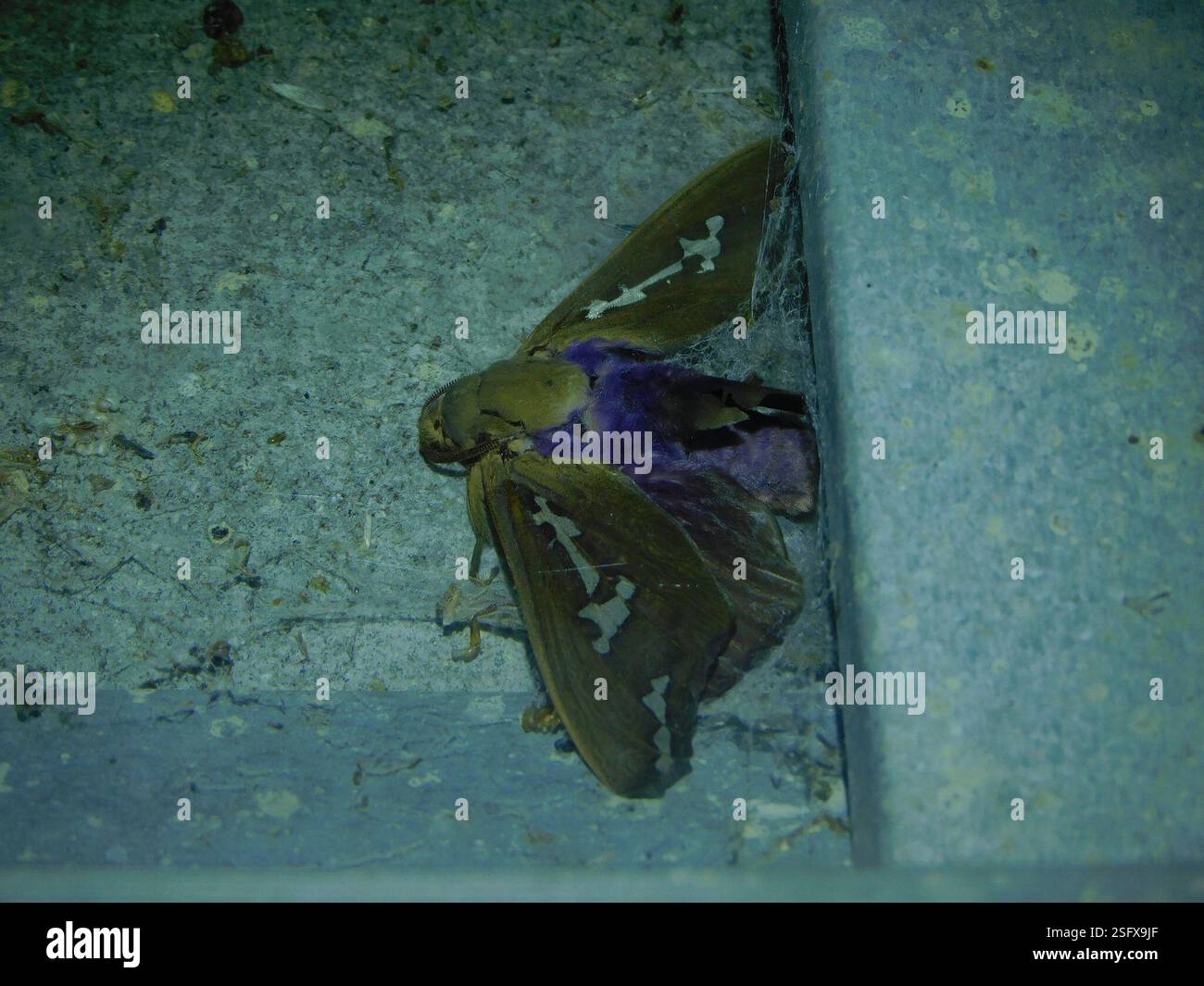 Mustard Ghost Moth (Abantiades hyalinatus), Insecta, Hobart TAS ...