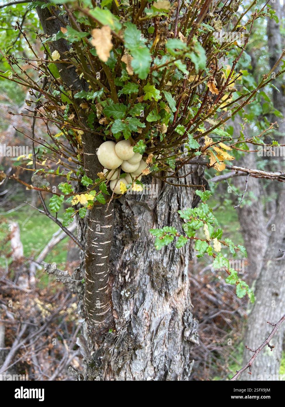 Darwin's fungus (Cyttaria darwinii), Fungi, Province de Santa Cruz, AR ...