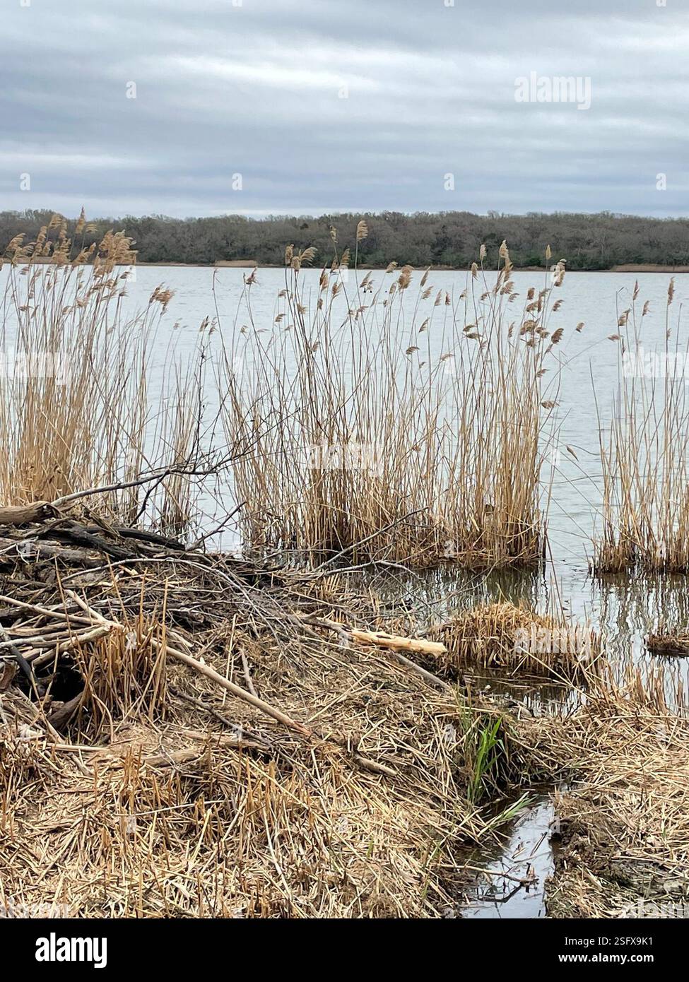 common reed (Phragmites australis), Plantae, Fairfield Lake State Park ...