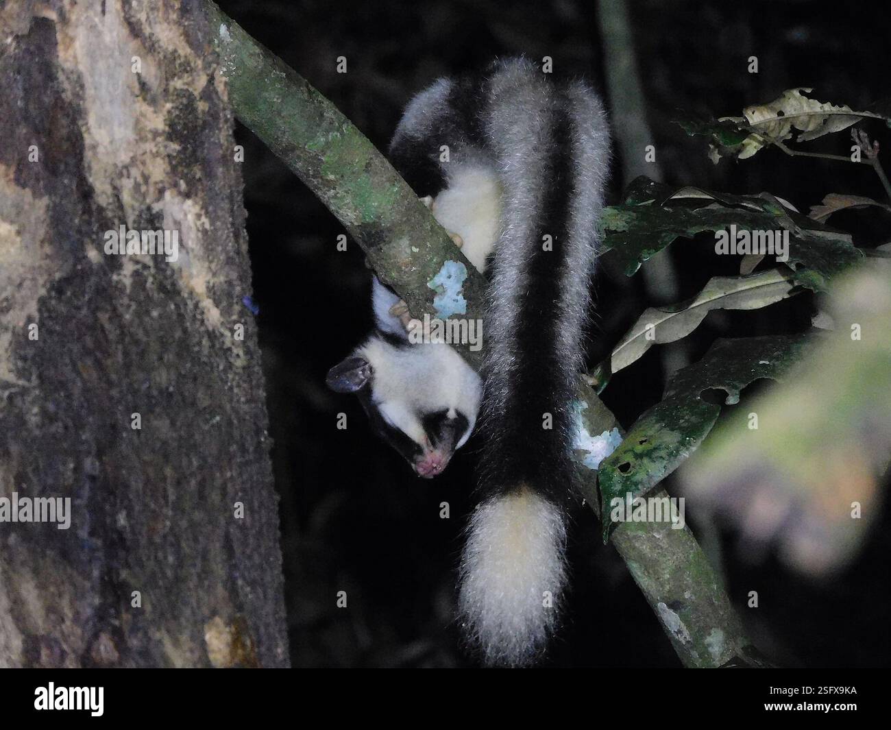 Striped Possum (Dactylopsila trivirgata), Mammalia, Fig Tree Road, East ...
