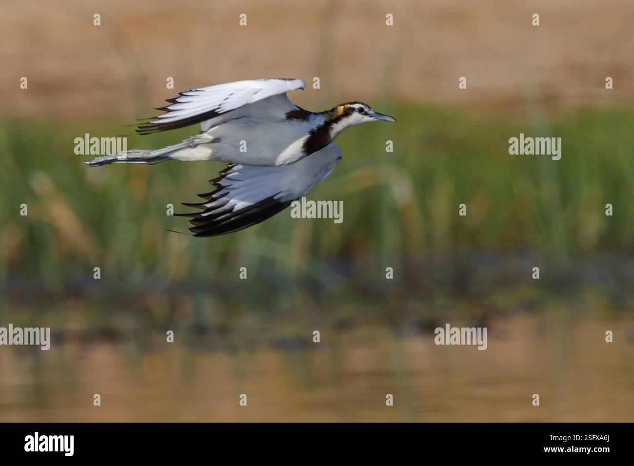 Water pheasant, (Hydrophasianus chirurgus), pheasant, flight, biotope ...