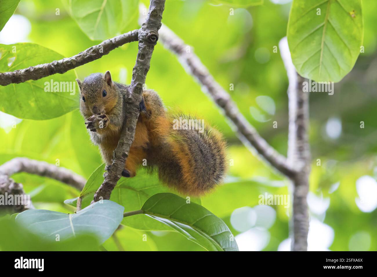 African Ground Squirrel, squirrel family, animals, mammals, biotope ...