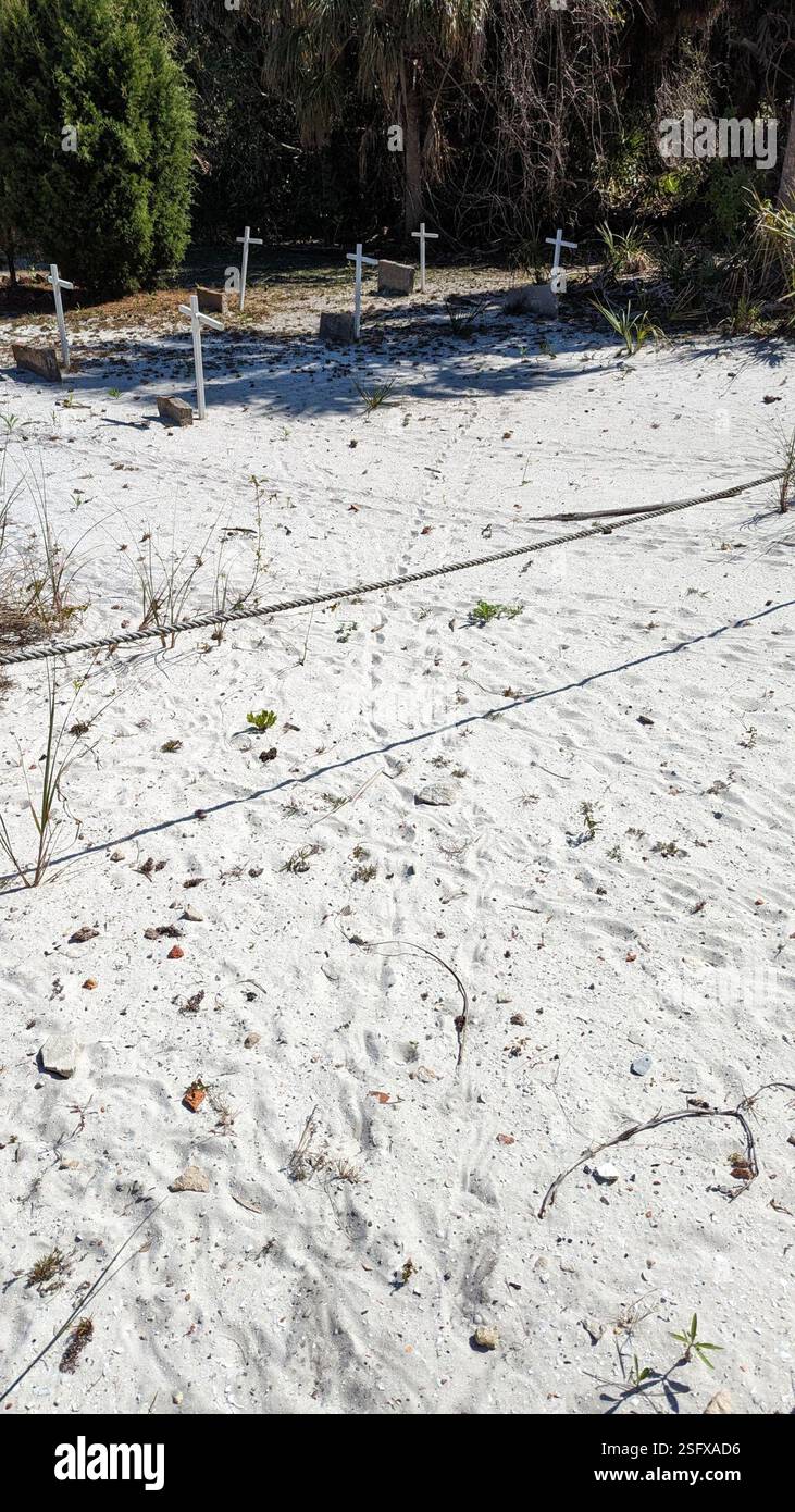 Gopher Tortoise (Gopherus polyphemus), Reptilia, Florida, US, Tracks ...