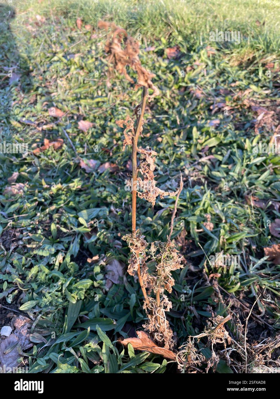 plants (Plantae), Plantae, Lammas Land, Cambridge, England, GB Stock ...