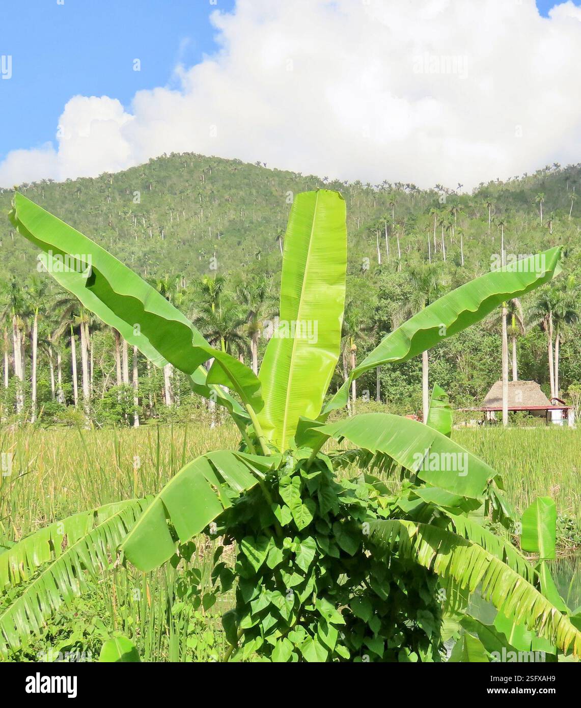 Bananas (Musa), Plantae, Pinar del Río, CU, Bananas (Genus Musa) is one ...