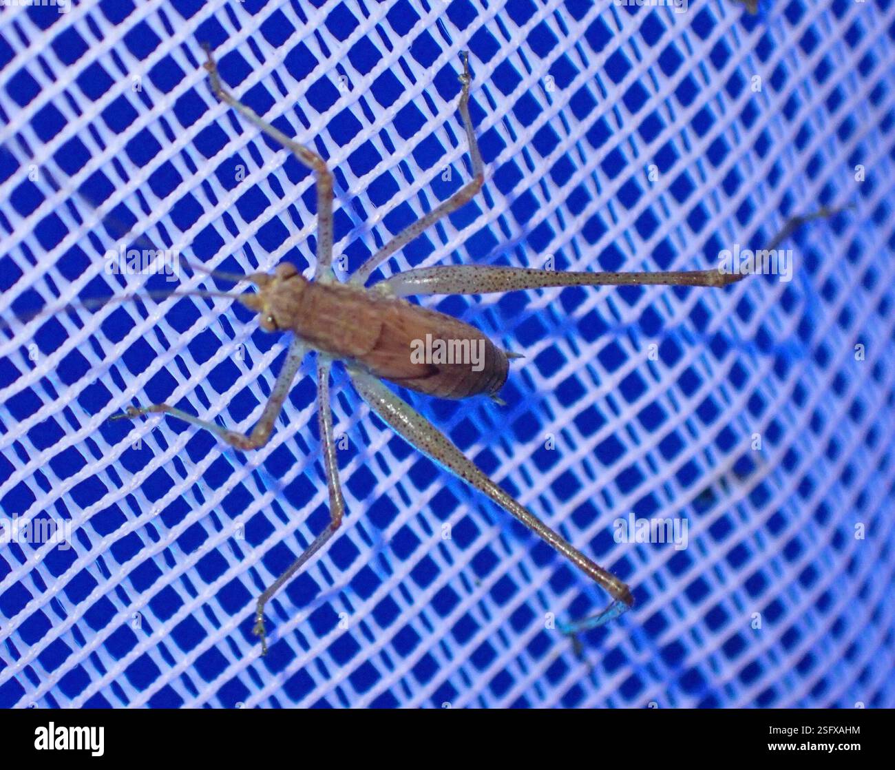 Sickle-bearing Bushcrickets (Phaneroptera), Insecta, Santo Antão, Cape ...
