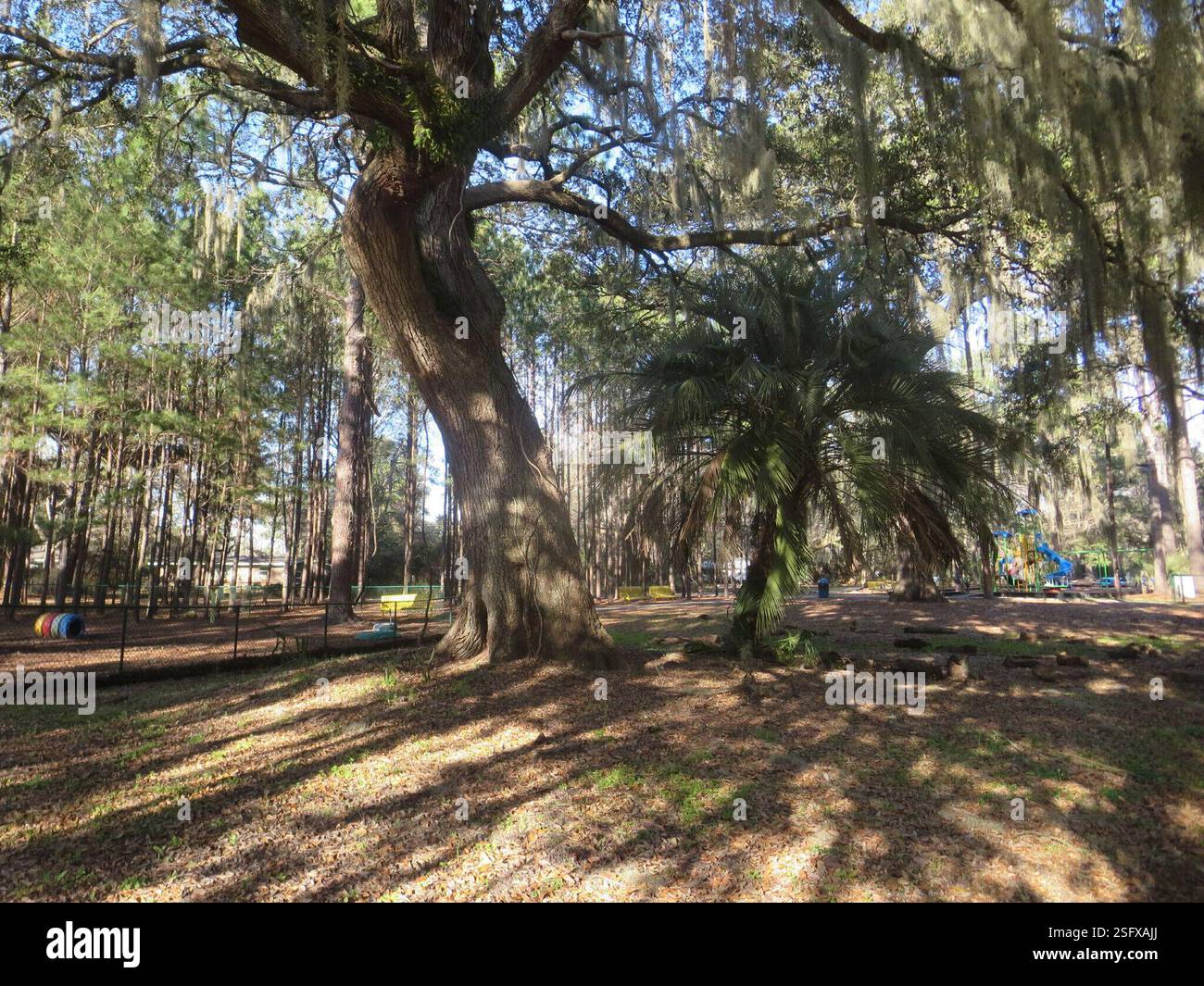 southern live oak (Quercus virginiana), Plantae, Windsor Forest ...