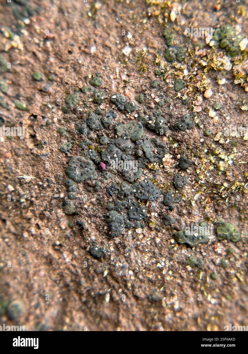 Jellytot Earthscale Lichen (Placidium squamulosum), Fungi, El Chorro ...