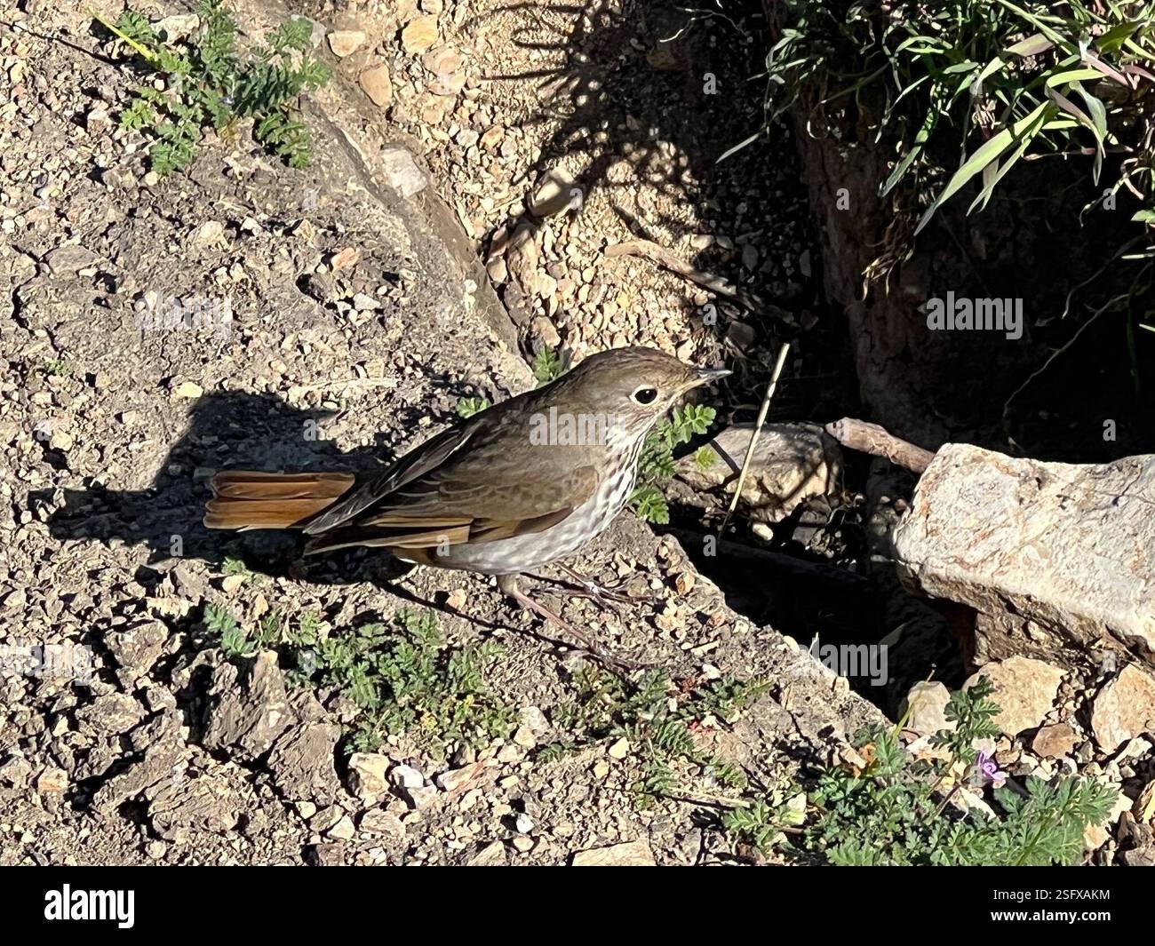 Hermit Thrush (Catharus guttatus), Aves, O'Melveny Park, Los Angeles ...