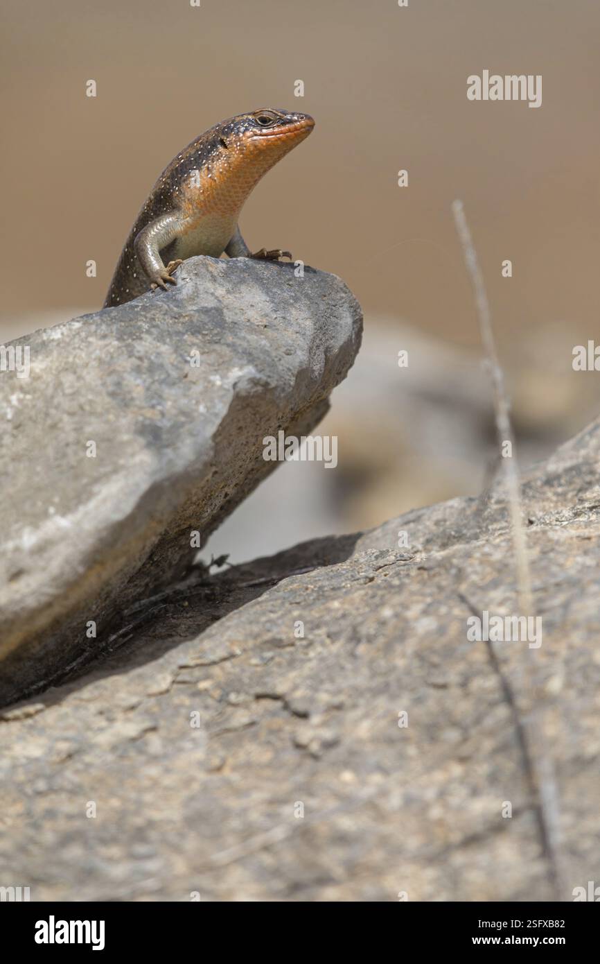 Short-necked skink, lizard, Sudan Mabuya, (Trachylepis brevicollis ...
