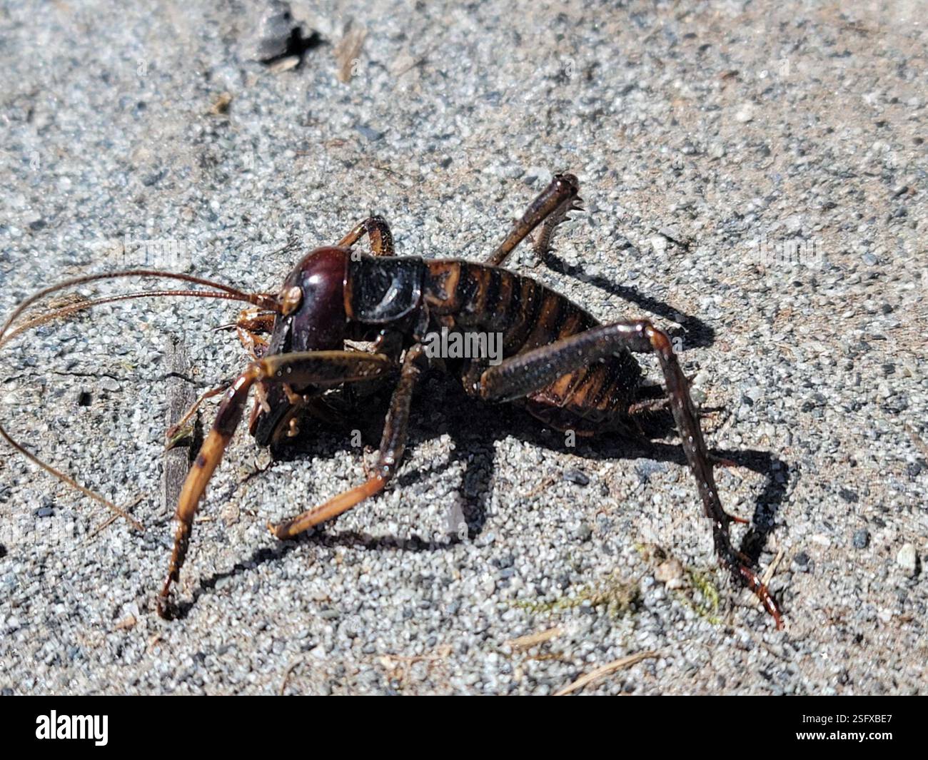 Wellington Tree Wētā (Hemideina crassidens), Insecta, Ōkārito 7886, New ...