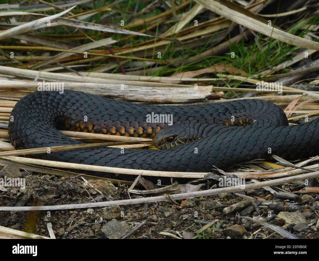 Lowlands Copperhead (Austrelaps superbus), Reptilia, Hobart TAS ...