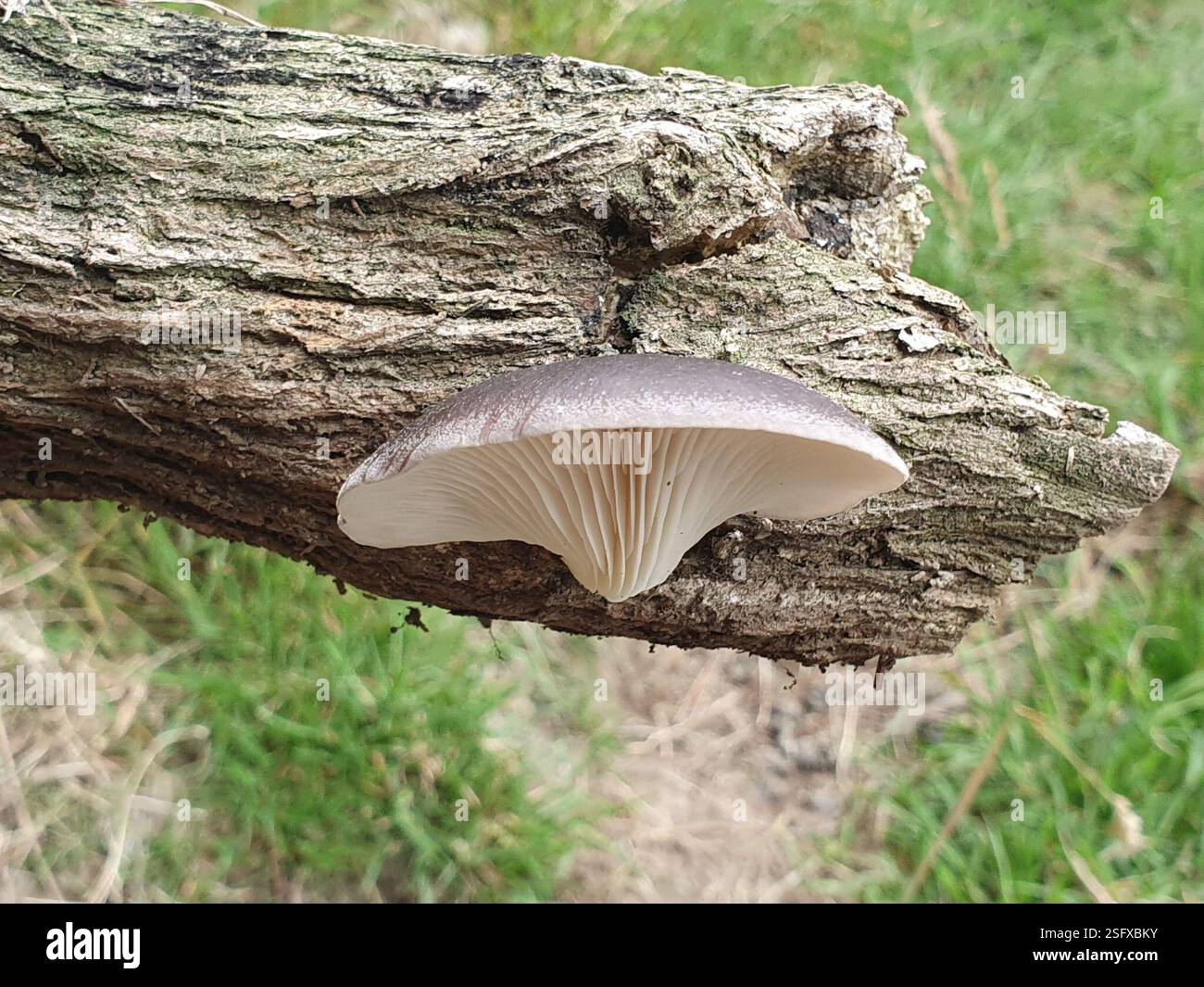Brown Oyster Mushroom (Pleurotus australis), Fungi, Mākara, Wellington ...