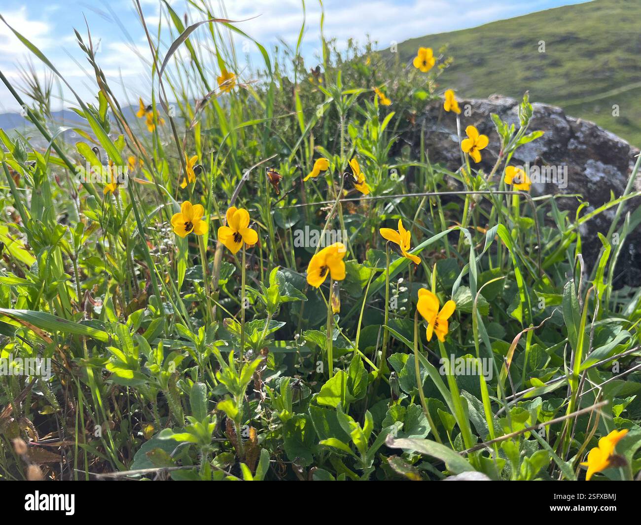 California Golden Violet (Viola pedunculata), Plantae, San Luis Obispo ...