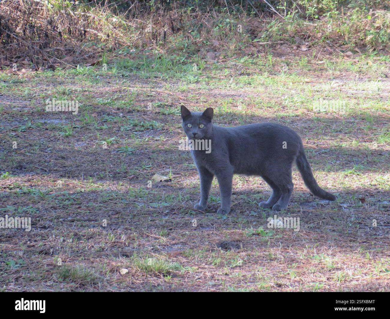 Domestic Cat (Felis catus), Mammalia, Windsor Forest Neighborhood Park ...