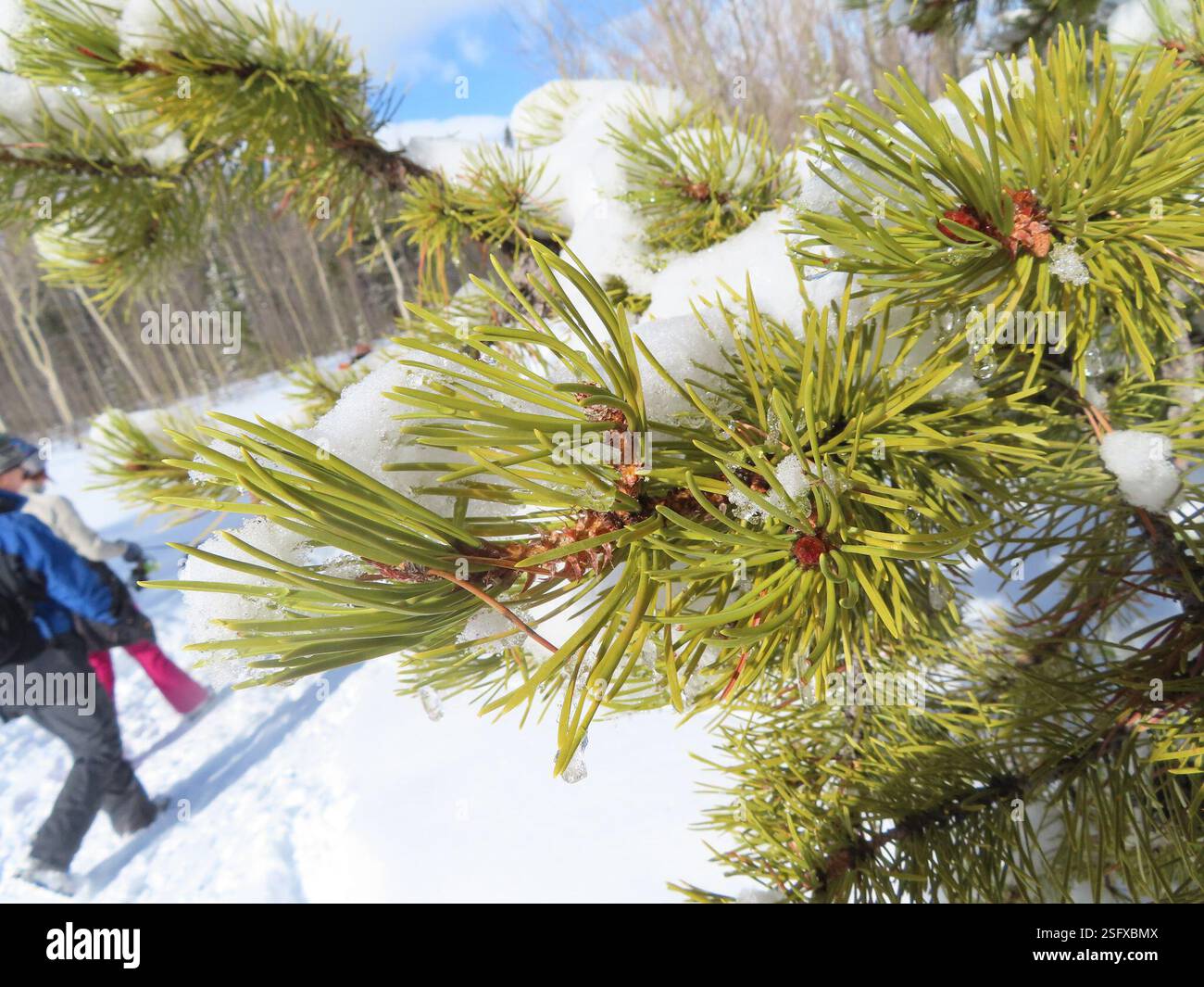 Interior Lodgepole Pine (Pinus contorta latifolia), Plantae, Summit ...