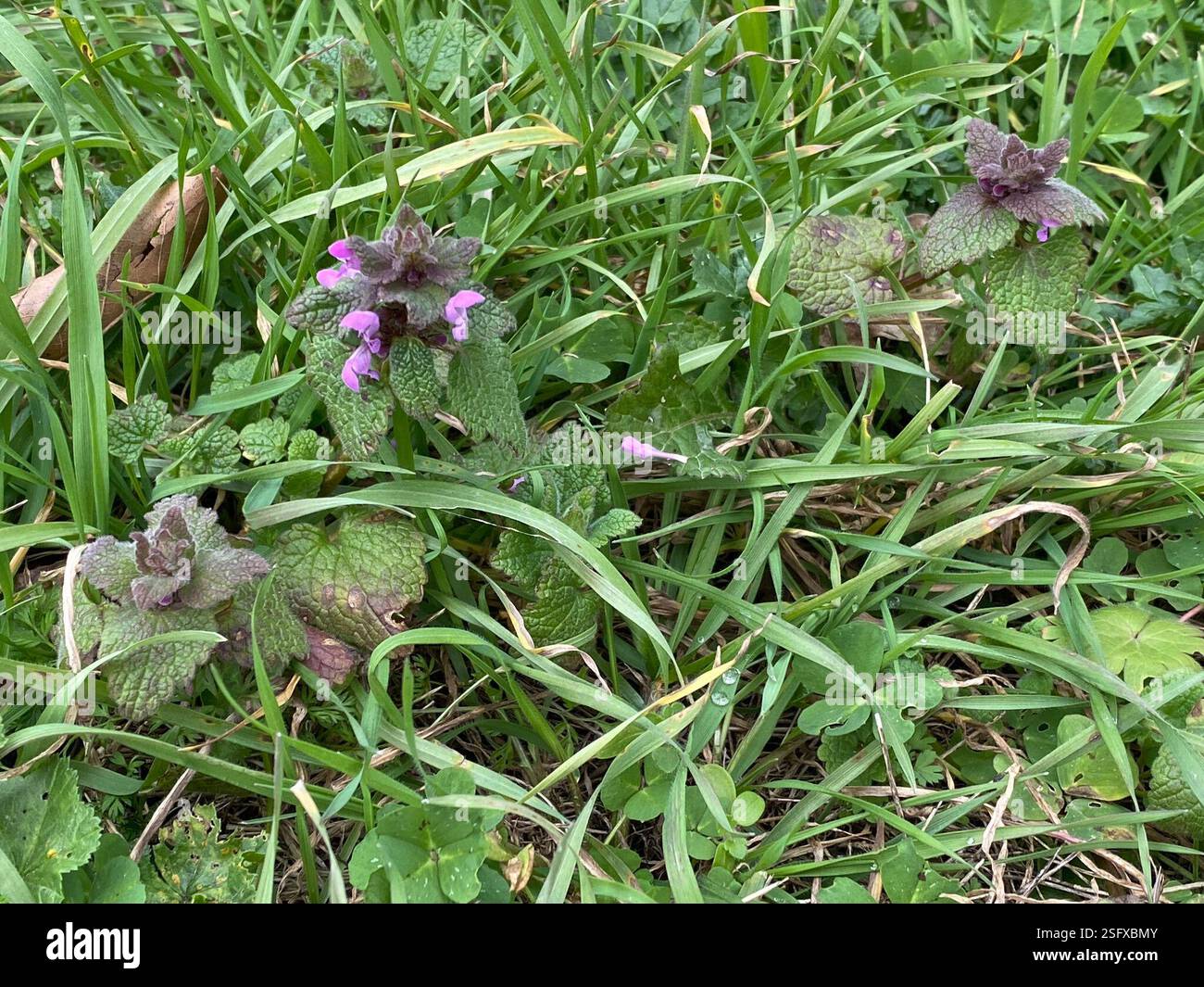 red deadnettle (Lamium purpureum), Plantae, Chelmer Village Way ...