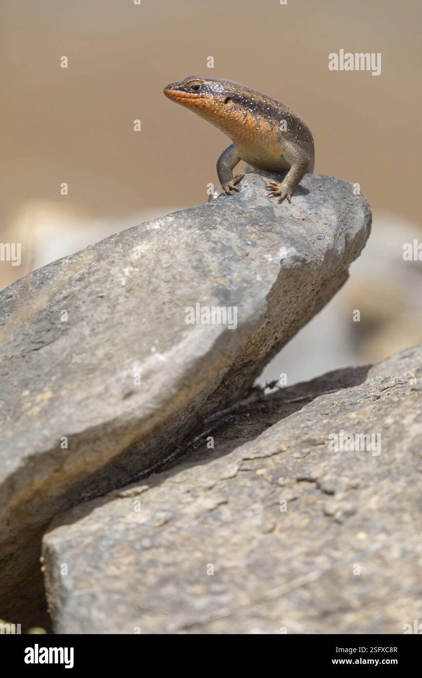 Short-necked skink, lizard, Sudan Mabuya, (Trachylepis brevicollis ...