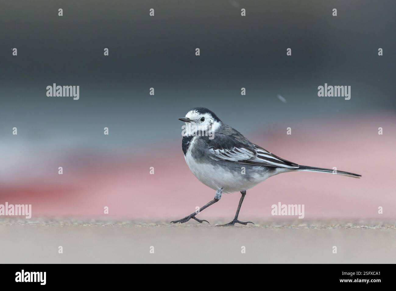 White wagtail, (Motacilla alba), animals, birds, songbirds, family of ...