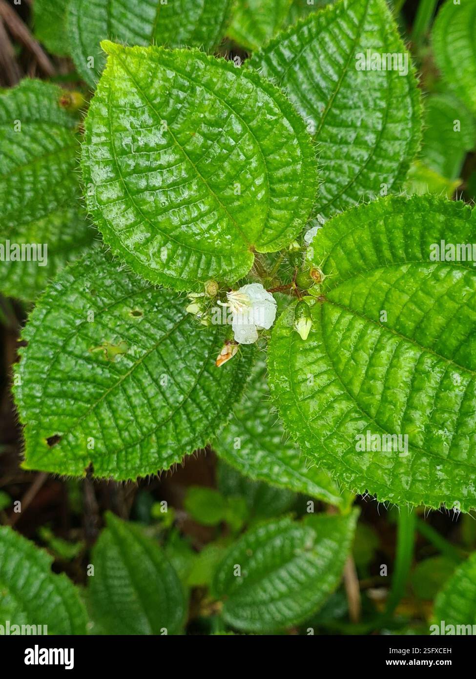 Koster's curse (Miconia crenata), Plantae, Klaaskreek, Suriname Stock ...