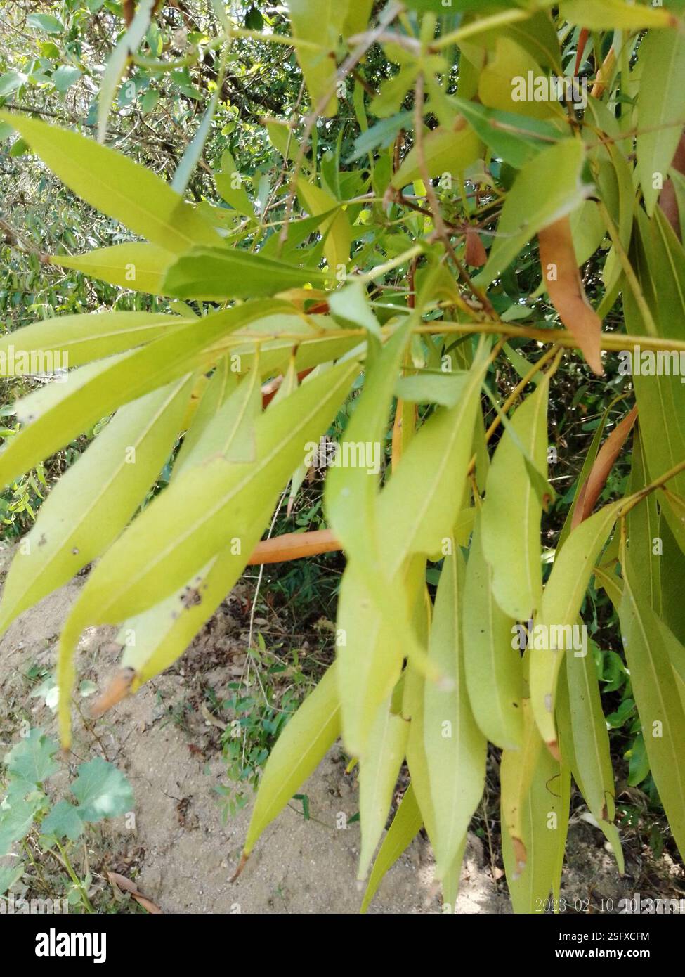 (Ocotea), Plantae, 37000 Departamento de Cerro Largo, Uruguay Stock ...