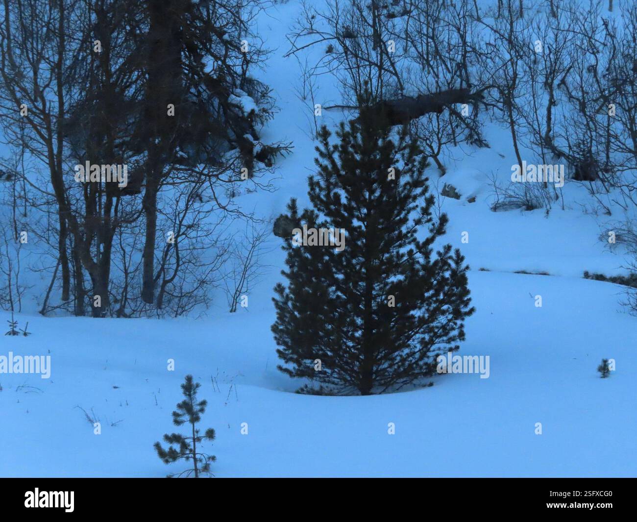 lodgepole pine (Pinus contorta), Plantae, Summit County, CO, USA Stock ...