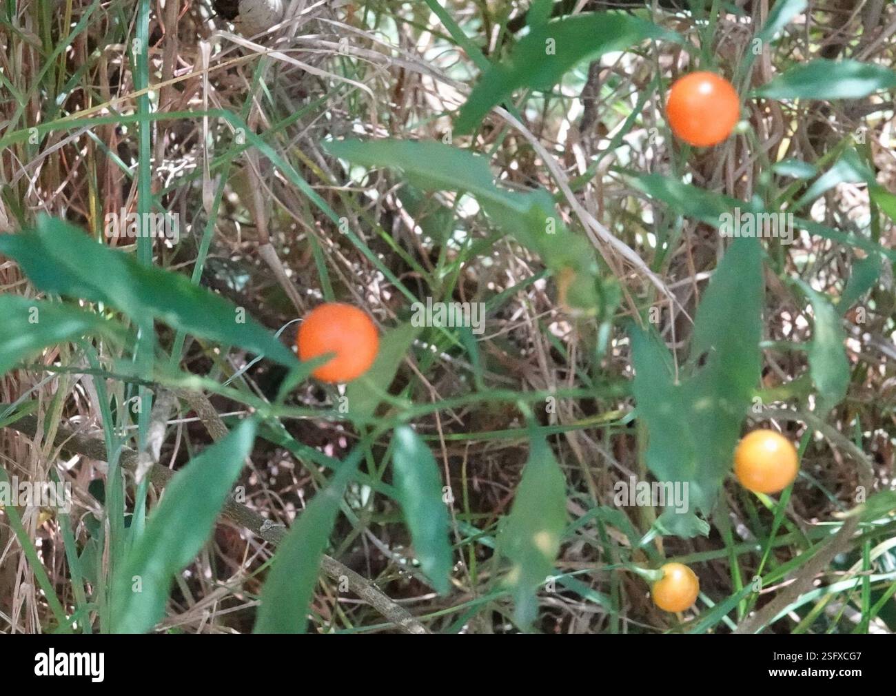 Jerusalem cherry (Solanum pseudocapsicum), Plantae, Wheelers Hill VIC ...
