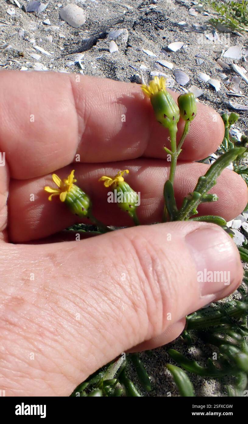 Shore Groundsel (Senecio lautus), Plantae, Chatham Islands, Rekohu ...
