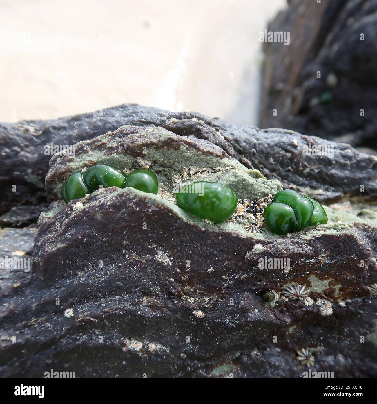 (Rivularia firma), , Millers Beach, Bellingham, Tasmania, Australia ...