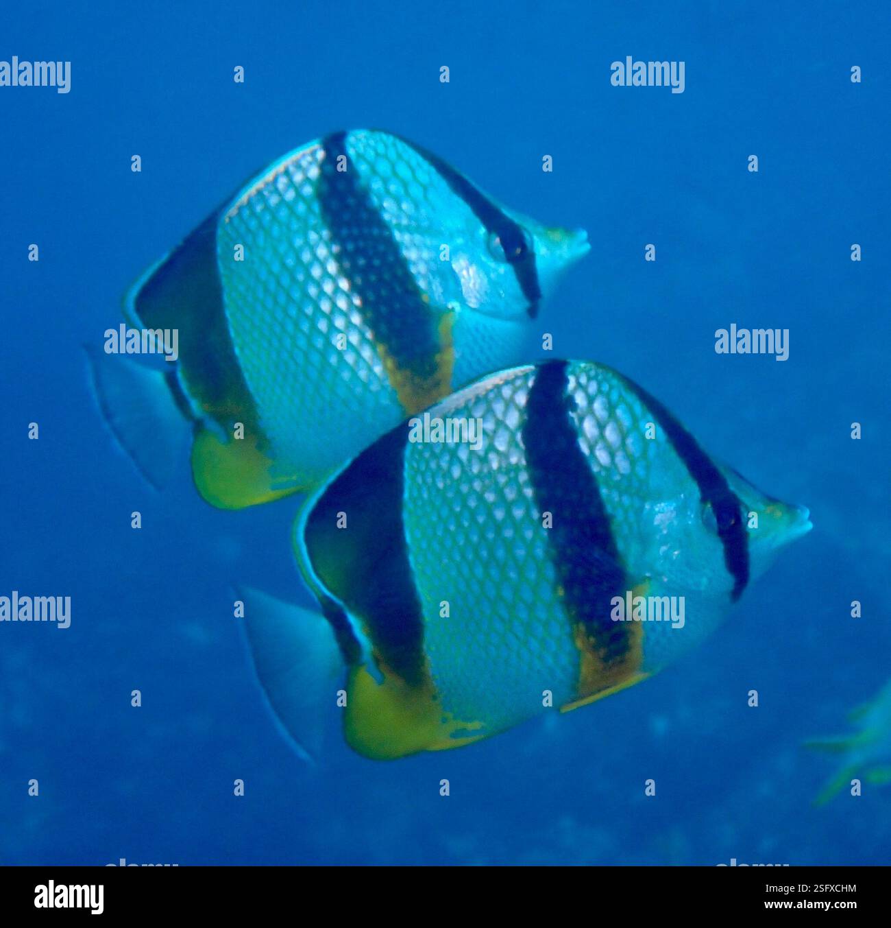 Three-banded Butterflyfish (Chaetodon robustus), Actinopterygii, Baía ...