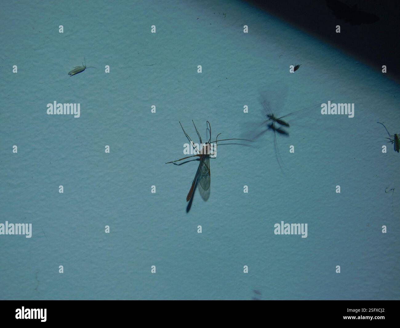 (Ophion), Insecta, Hobart TAS, Australia Stock Photo - Alamy