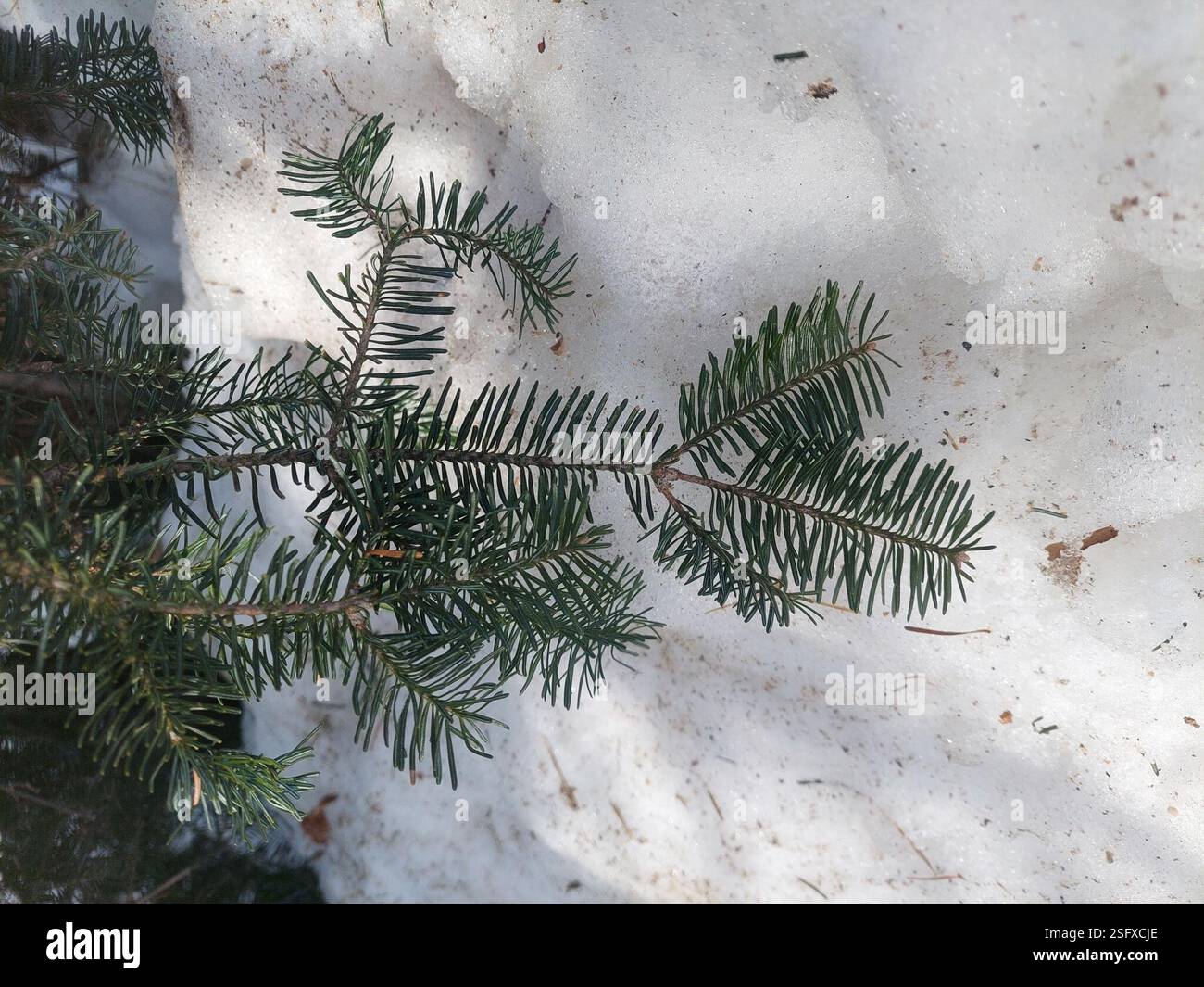 balsam fir (Abies balsamea), Plantae, Johnson, ON, Canada Stock Photo ...