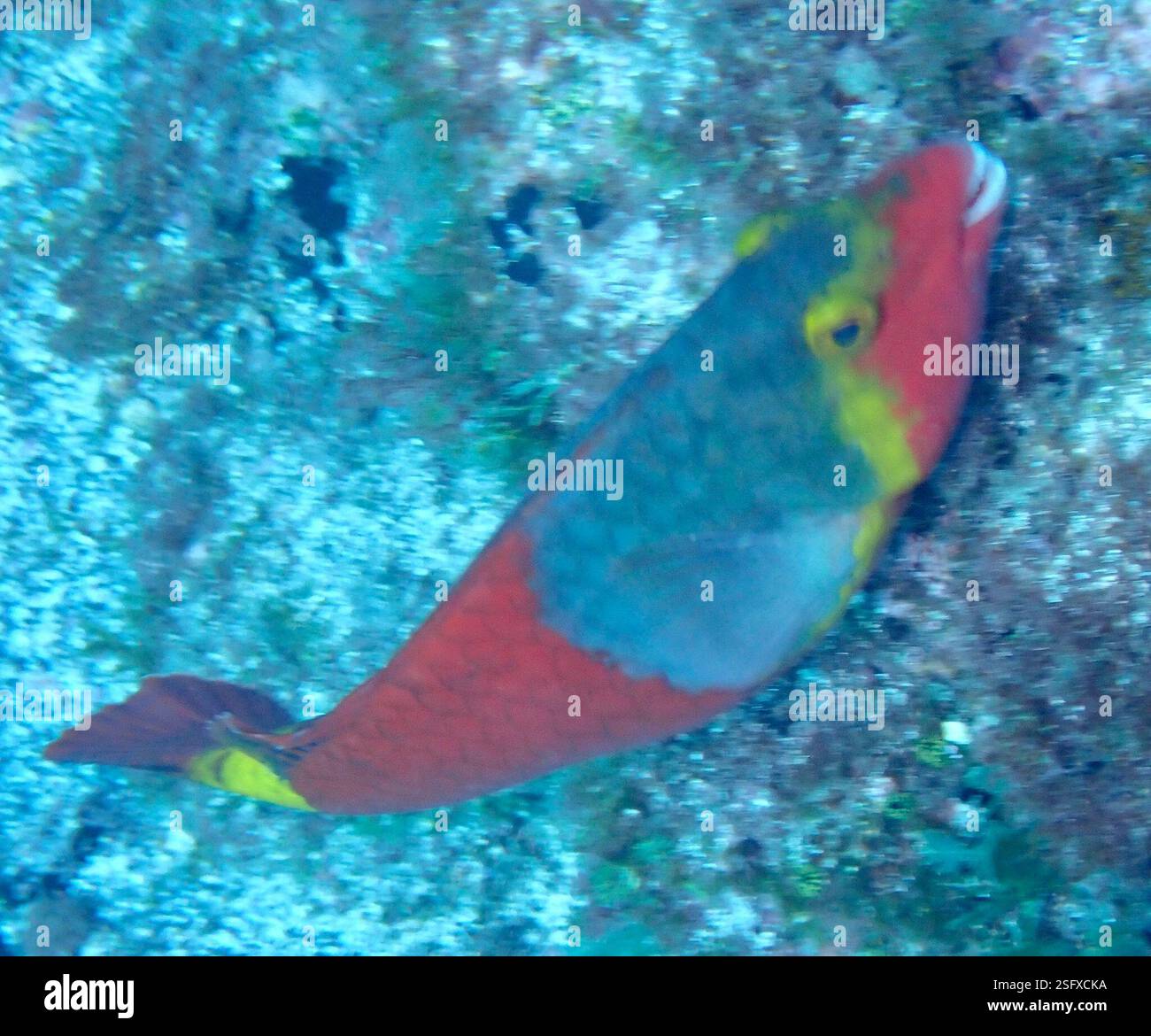 European Parrotfish (Sparisoma cretense), Actinopterygii, Baía Entre ...