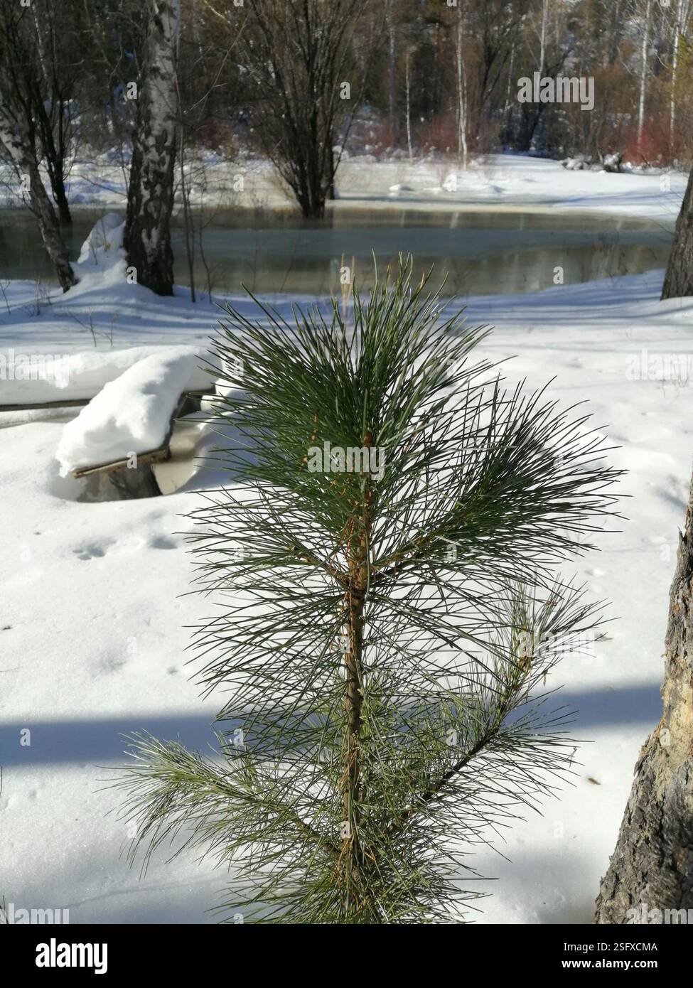 Siberian pine (Pinus sibirica), Plantae, Иркутская обл., Россия, 665490 ...