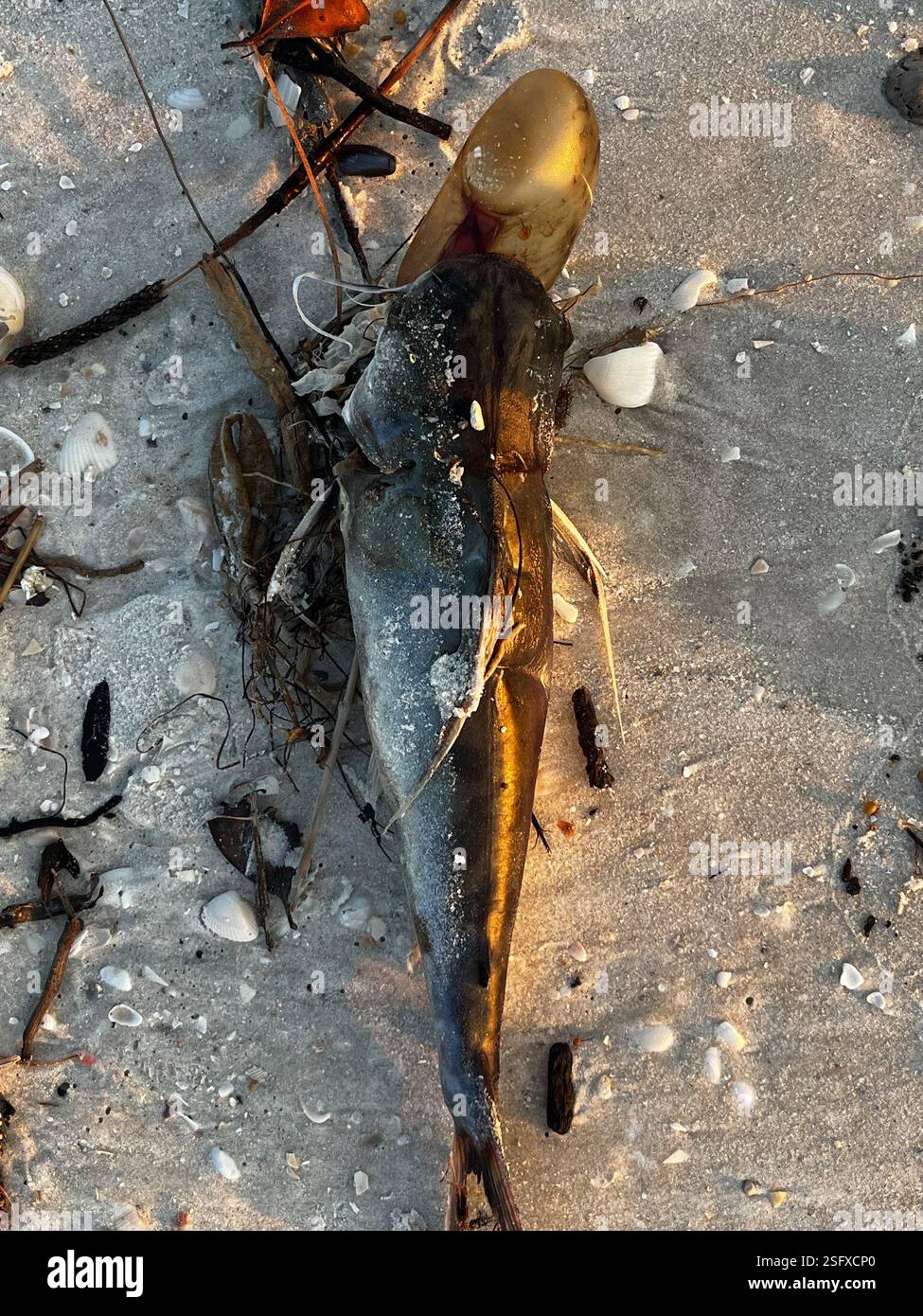 Gafftopsail Catfish (Bagre marinus), Actinopterygii, Little Hickory ...