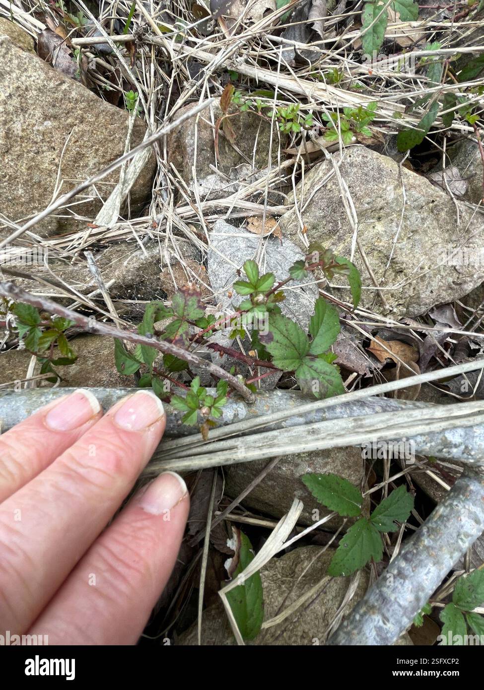 southern dewberry (Rubus trivialis), Plantae, Fairfield Lake State Park ...