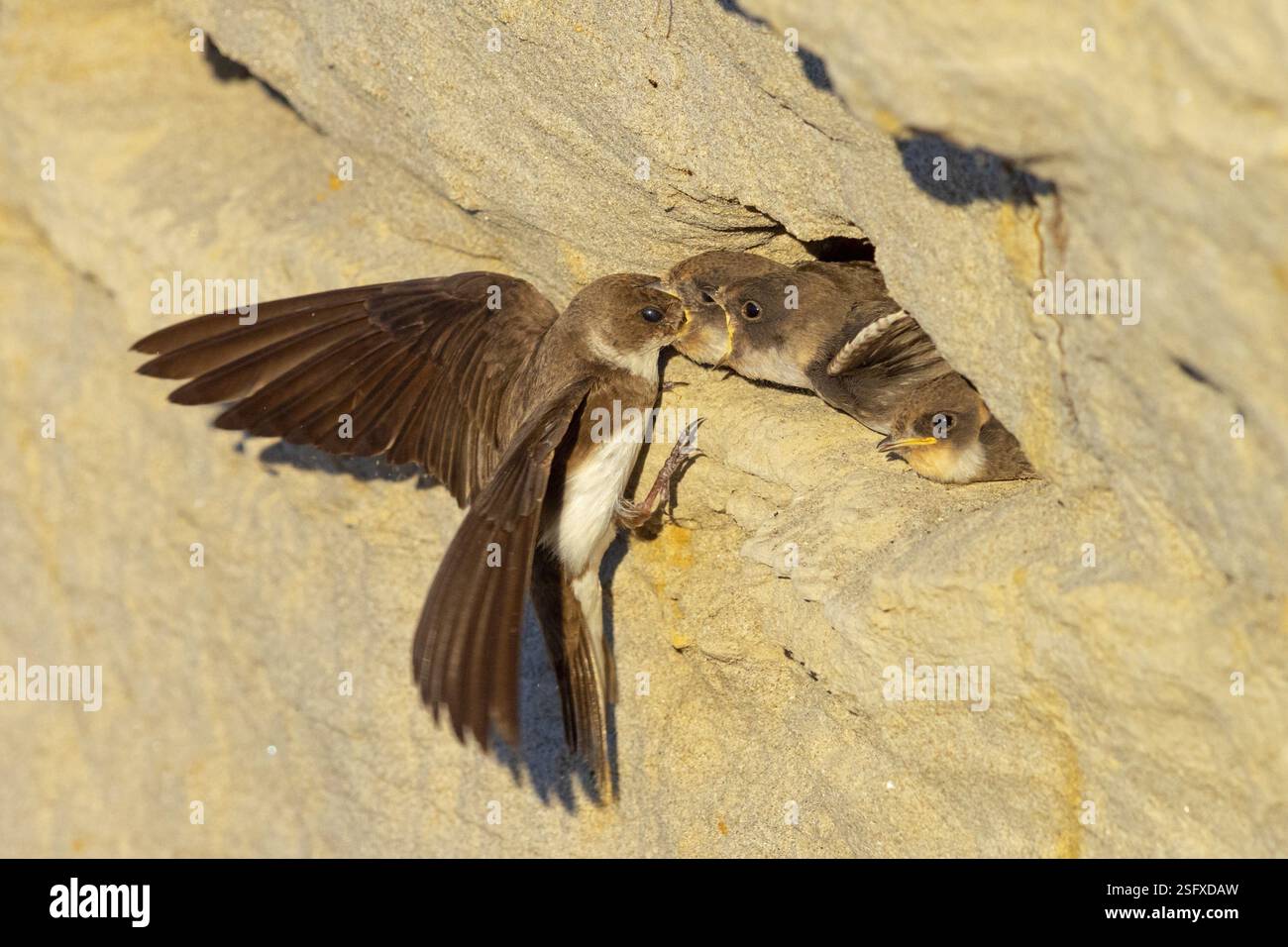 Sand martin, sand martins, (Riparia riparia) animals, birds, swallows ...