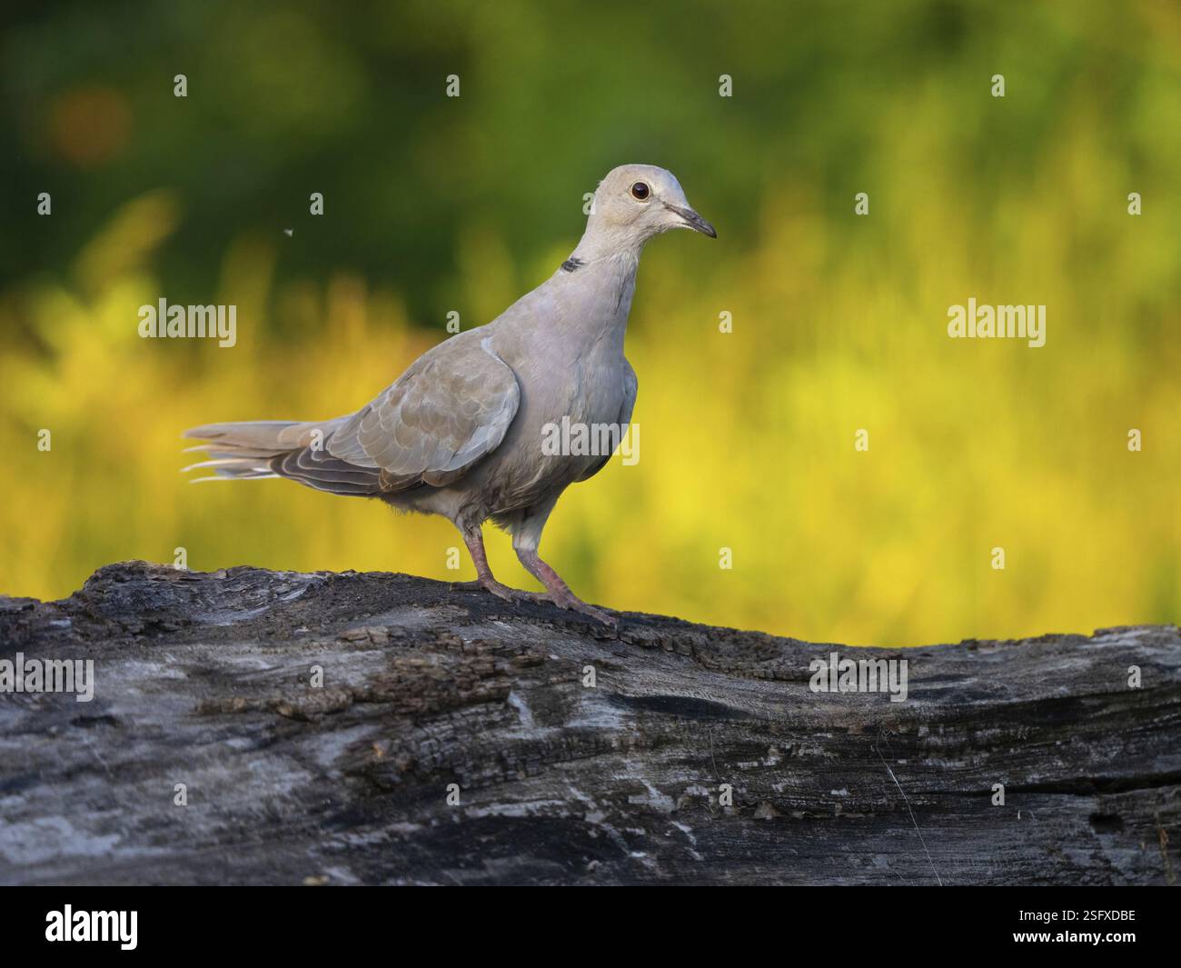 Eurasian collared dove, (Streptopelia decaocto), animals, birds, pigeon family, biotope, habitat ...