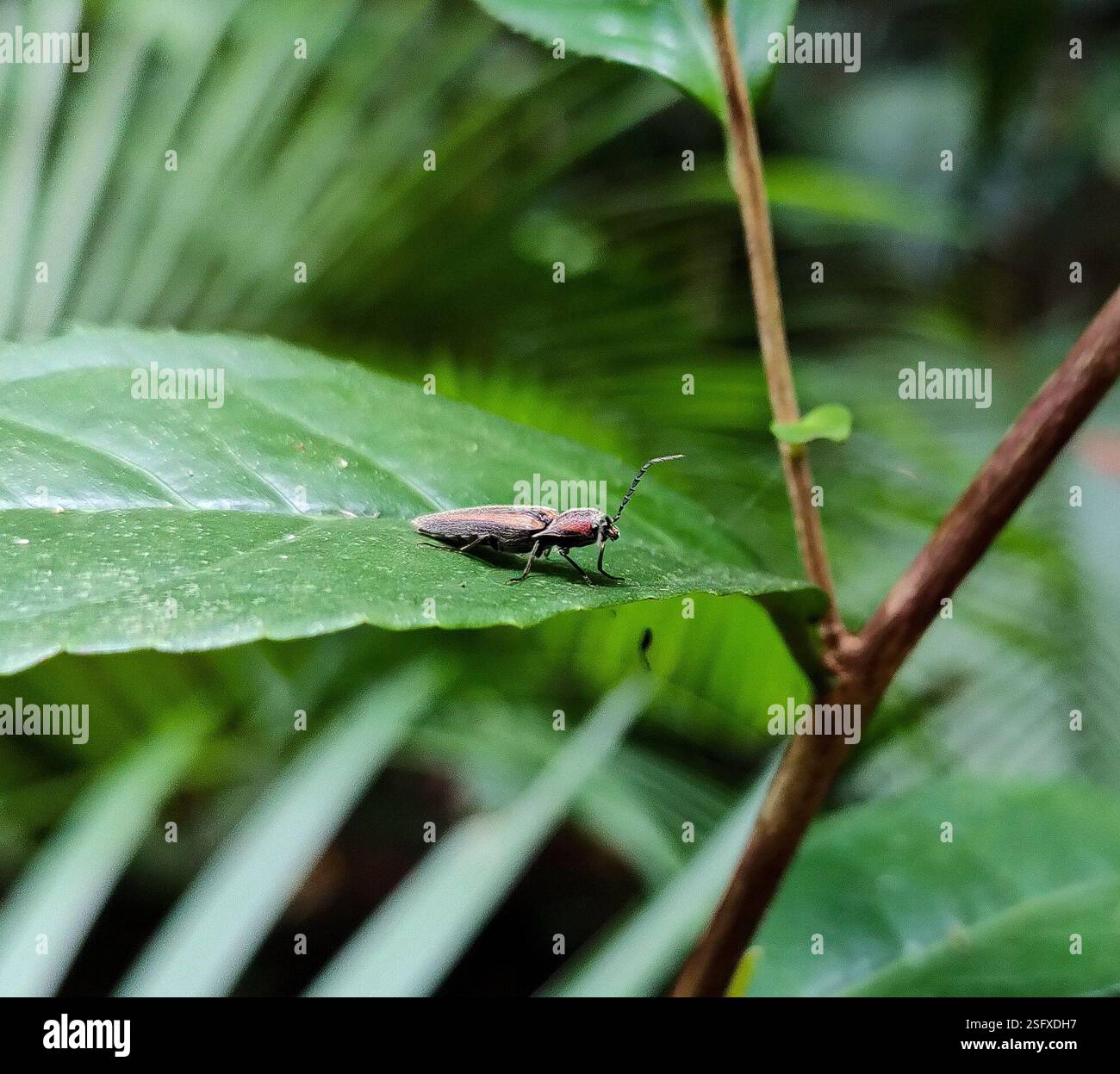 Click Beetles (Elateridae), Insecta, Avenida Luís Carlos Gentile de ...