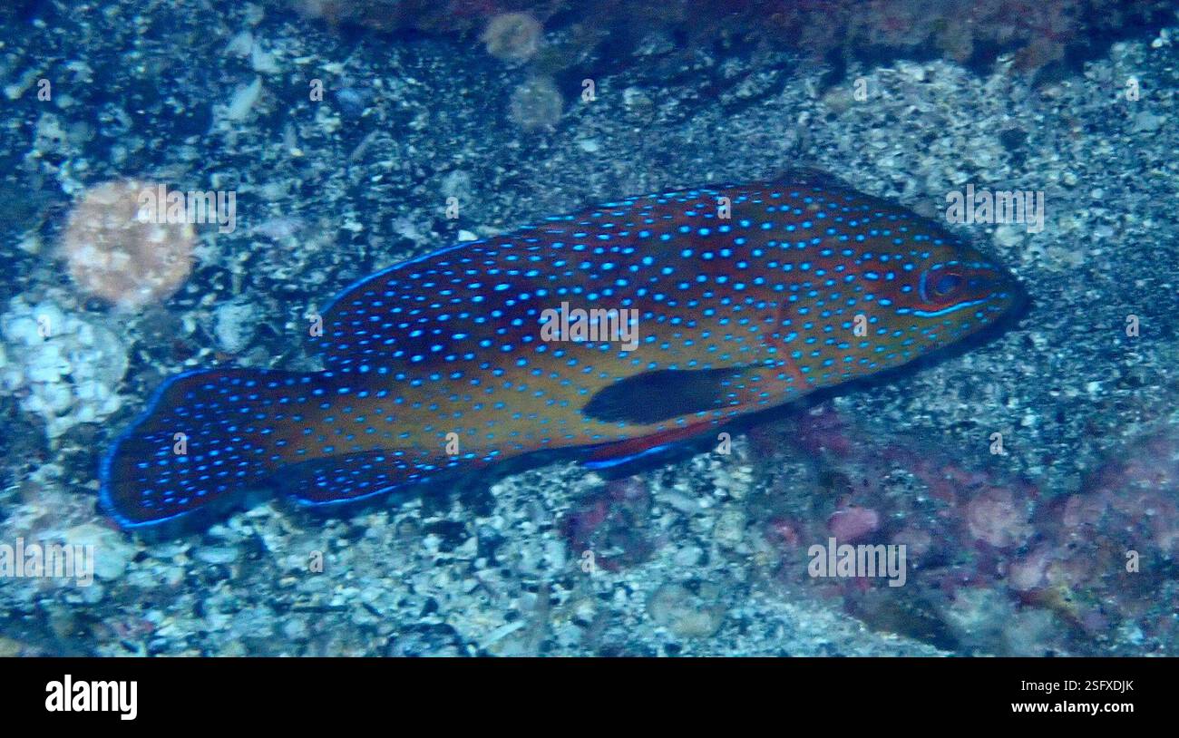 African Hind (Cephalopholis taeniops), Actinopterygii, Calheta Pequena ...