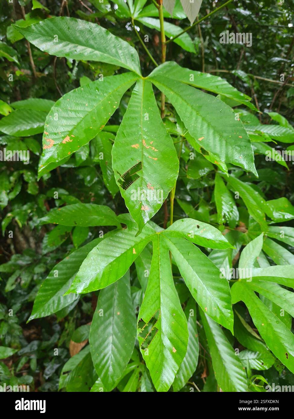 nettle family (Urticaceae), Plantae, Moederzorg, Suriname Stock Photo ...